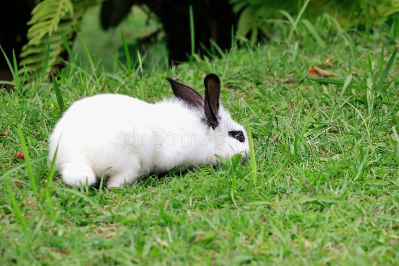 A White Rabbit is Lying Face Down Stock Image - Image of calendar, card ...