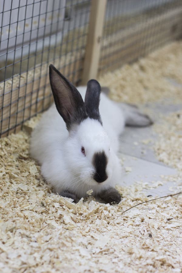 White Rabbit stock image. Image of board, mesh, black - 96761143