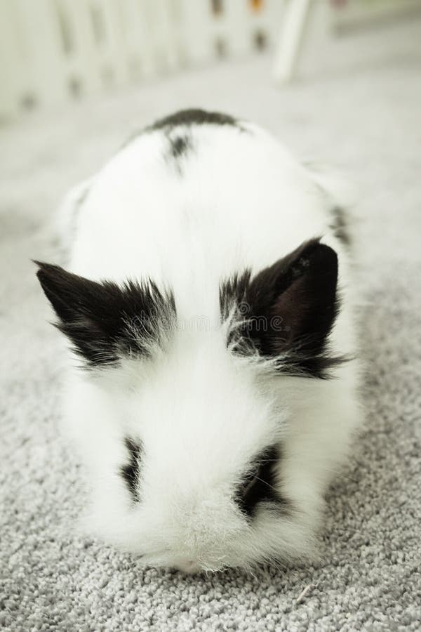 White Rabbit with Black Ears Stock Image - Image of mammal, ears: 114040429