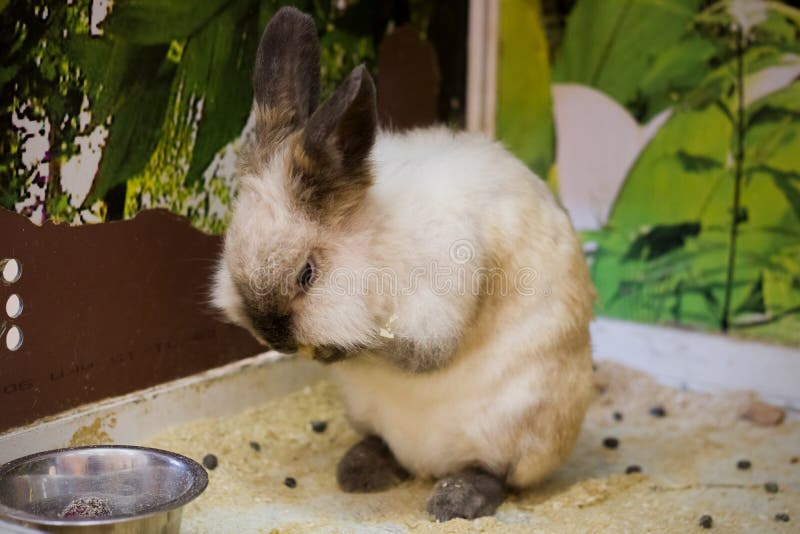 White Rabbit with Black Ears Stock Photo - Image of little, funny ...