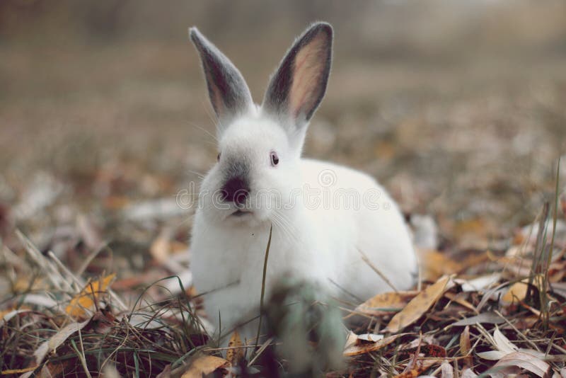 White Rabbit with Black Ears on Yellow Leafs Stock Image - Image of ...