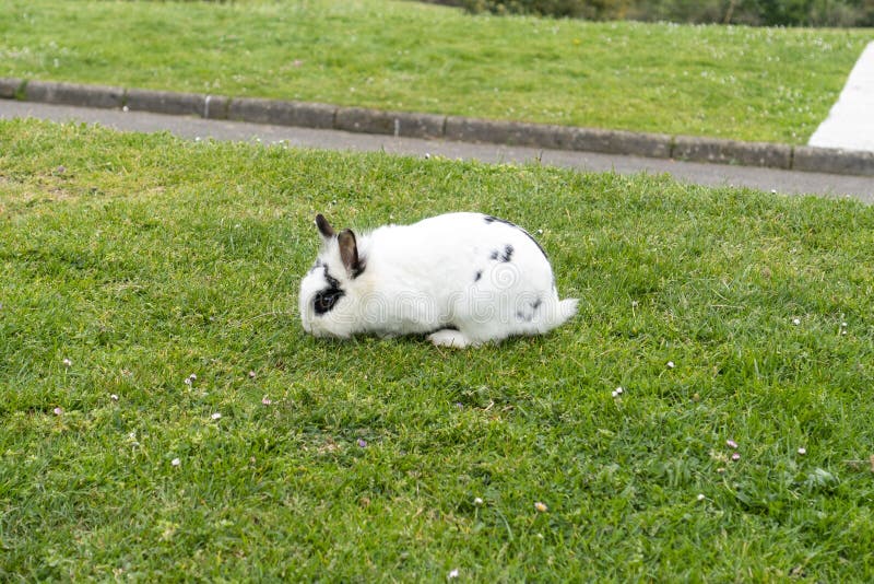 White Rabbit with Black Eyes on the Grass Stock Photo - Image of ...