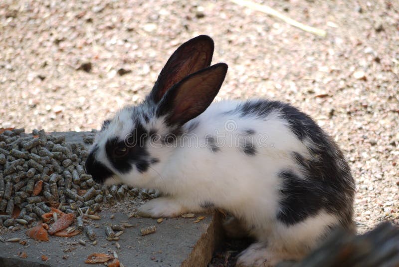 A White Rabbit in Black Specks is a Concentrated Food Stock Image ...