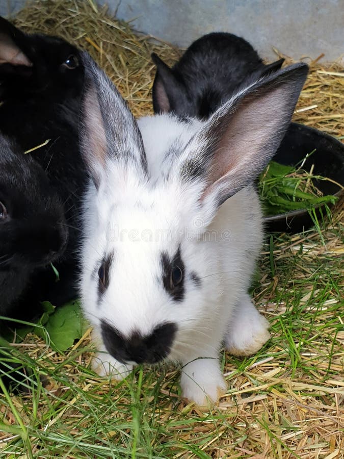 Black And White Spotted Rabbit