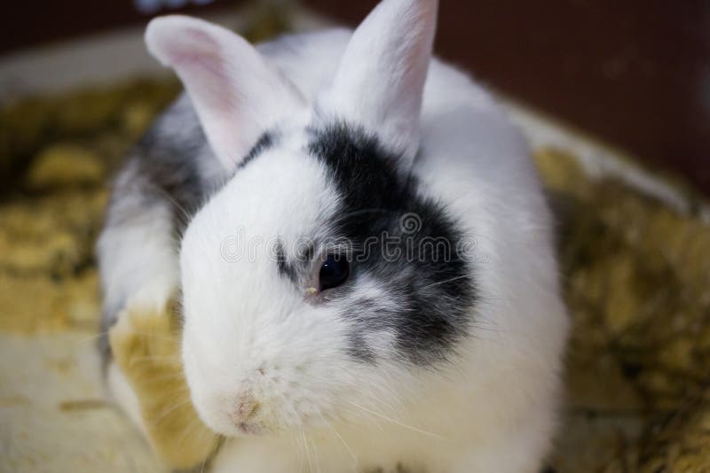 184 White Rabbit Black Spots Photos - Free & Royalty-Free Stock Photos ...