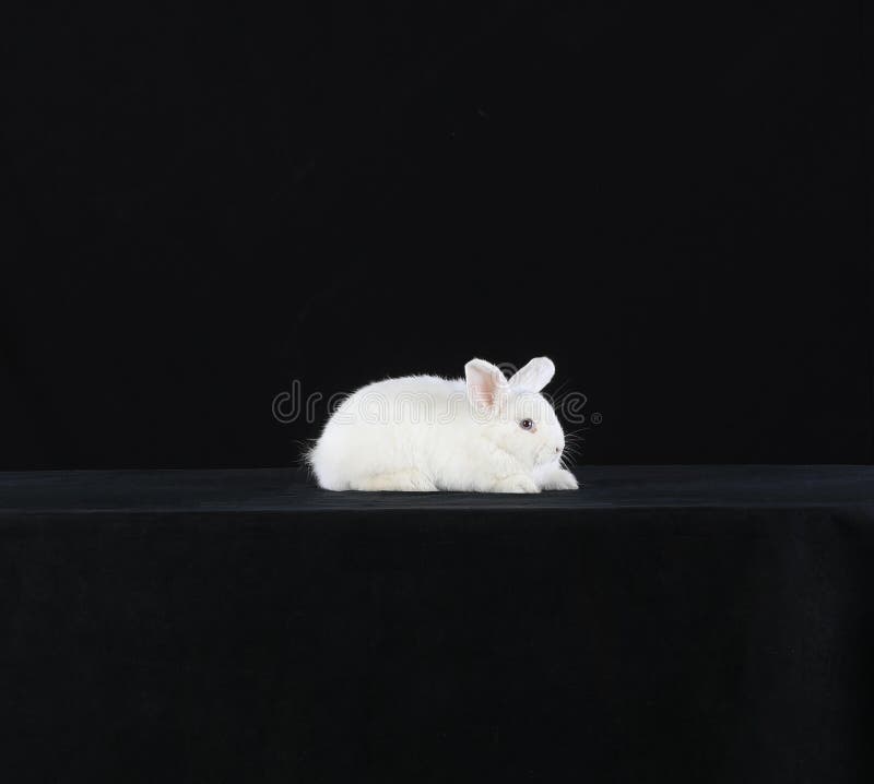 White Rabbit on Black Table Stock Image - Image of animal, ears: 335762617