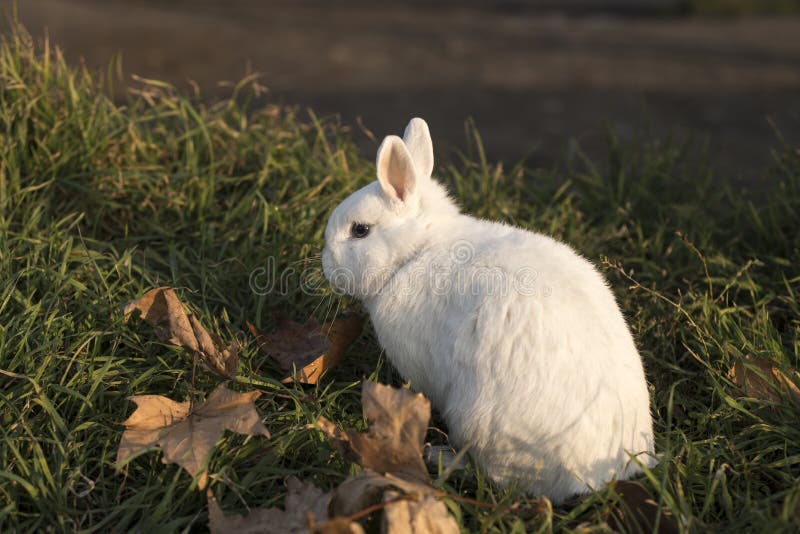Ermine rabbit stock image. Image of focus, year, mammals - 35717327