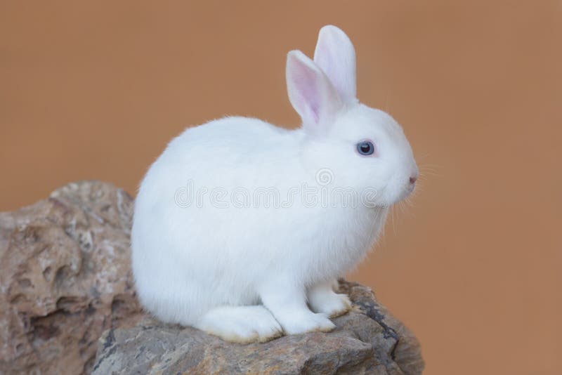 White Rabbit with Blue Eyes on a Rock. Stock Image - Image of animal ...