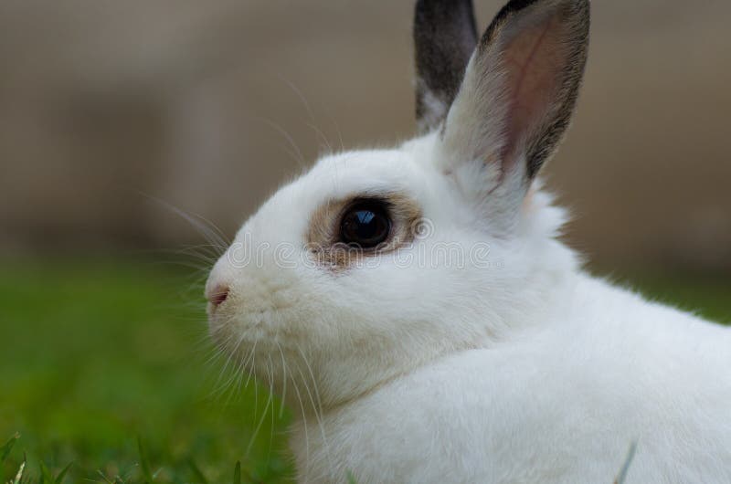 White Rabbit with Blurry Background Stock Image - Image of retrato ...