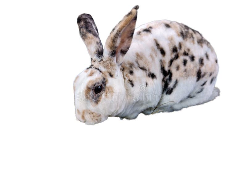 White Rabbit with Black Spots Isolated on White Background Stock Image ...