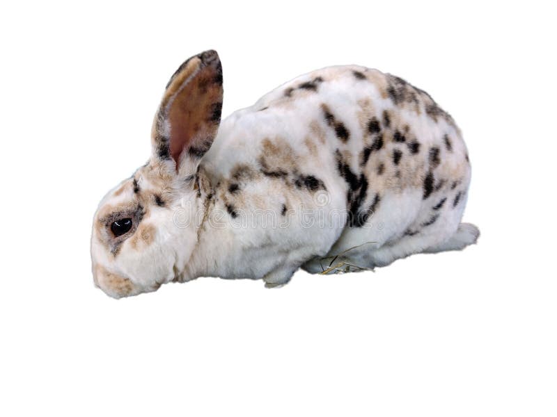 White Rabbit with Brown and Black Spots Stock Photo - Image of animal ...