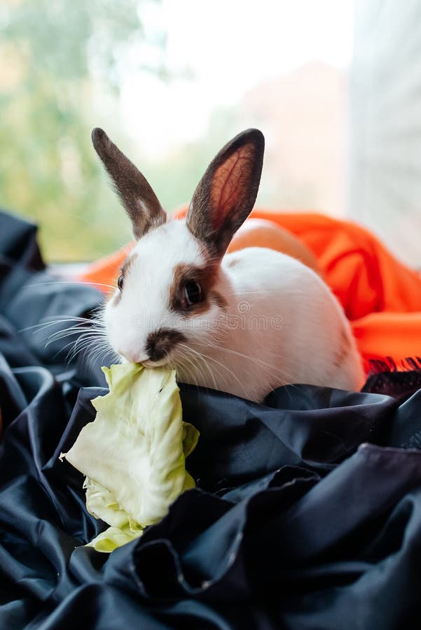 White Rabbit with Brown Ears Eats Cabbage Stock Photo - Image of farm ...