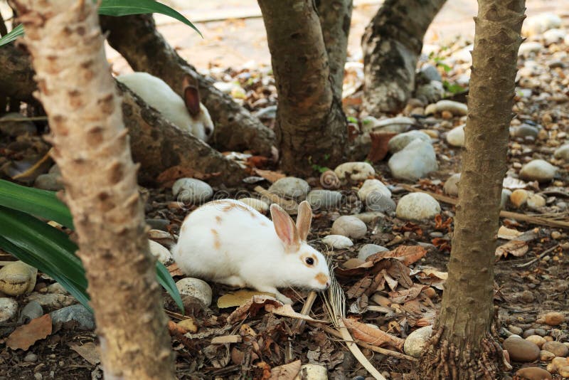 White Rabbit with Brown Ears in Nature Stock Image - Image of happy ...