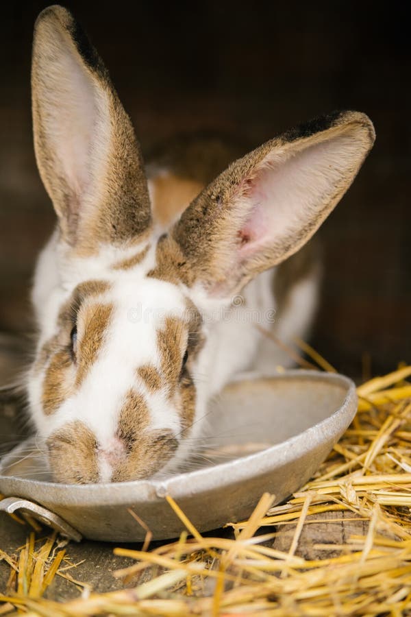 A White Rabbit with Brown Spots is Sitting in a Cage. Winter Time of ...