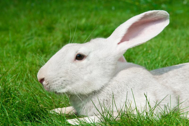 White Rabbit Munching Grass Stock Image - Image of farm, pale: 9408705