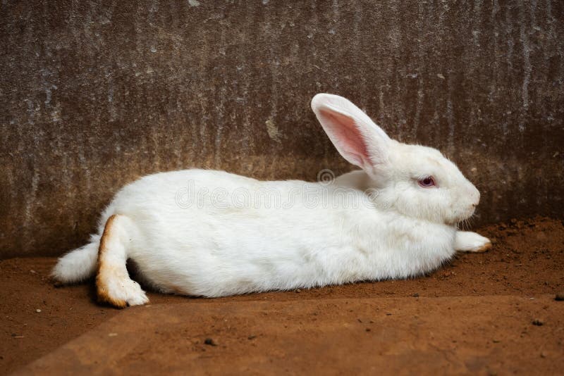 White Rabbit or Bunny or Hare Resting on Ground Stock Image - Image of ...