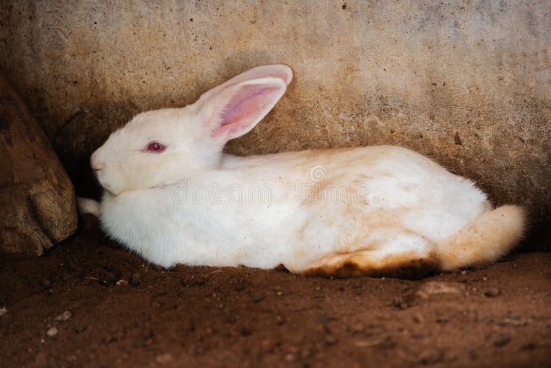 White Rabbit or Bunny or Hare Resting on Ground Stock Image - Image of ...