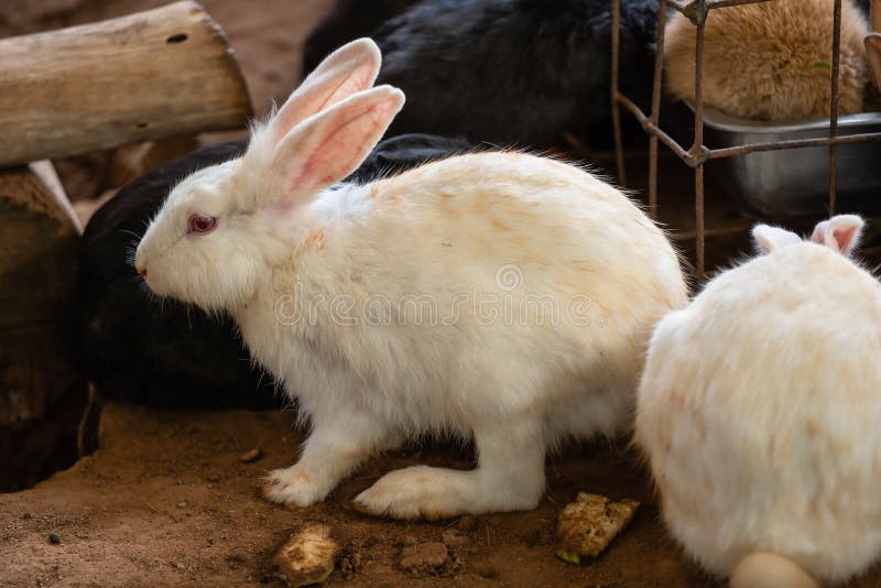 White Rabbit or Bunny or Hare Resting on Ground Stock Image - Image of ...
