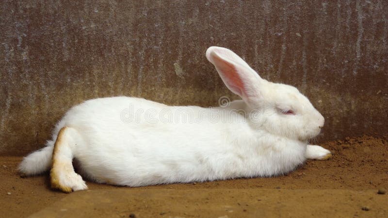 White Rabbit or Bunny or Hare Resting on Ground Stock Video - Video of ...