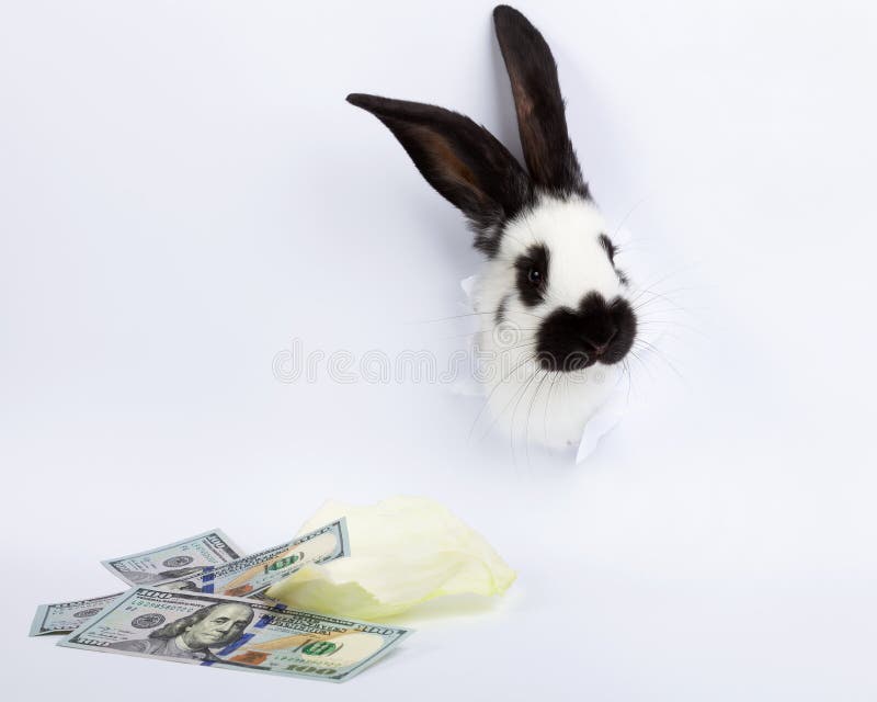Banknote Rabbit Stock Photos - Free & Royalty-Free Stock Photos from ...