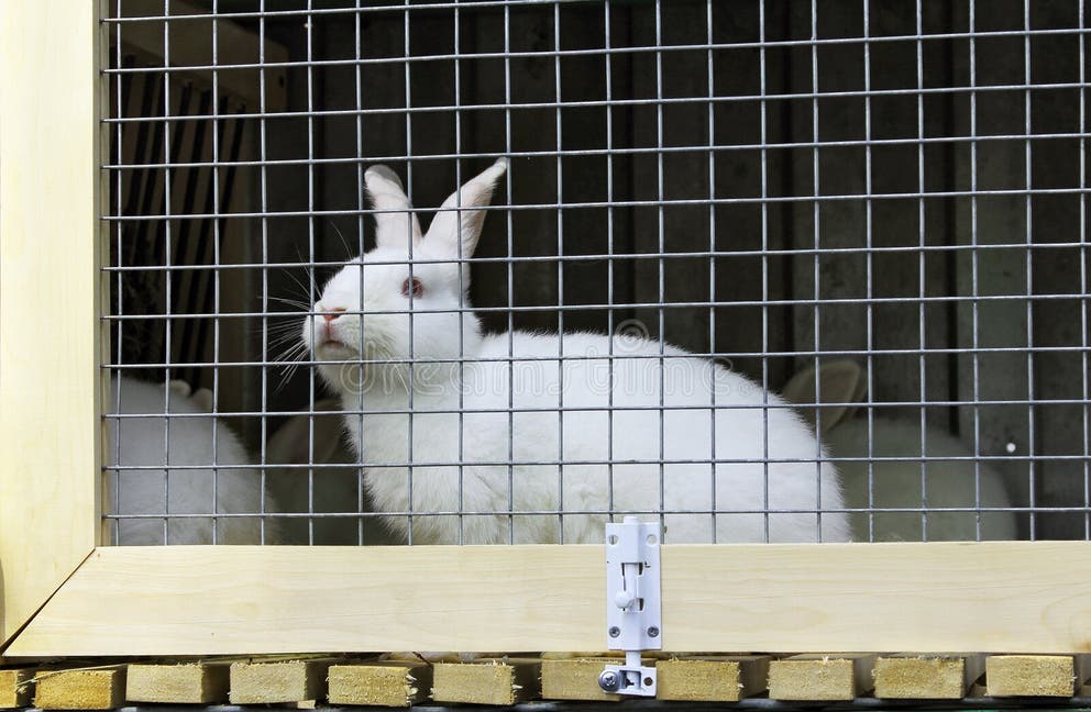 White rabbit in a cage stock photo. Image of agriculture - 20724930