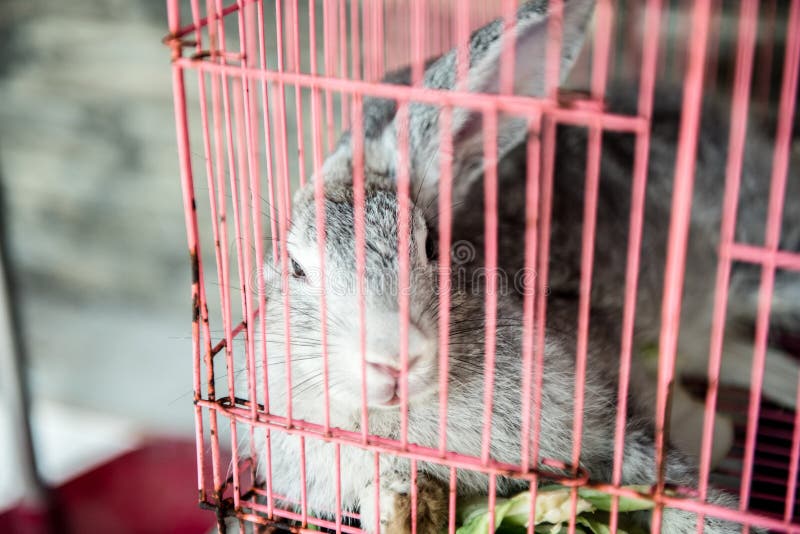 White rabbit in a cage stock photo. Image of furry, baby - 272397850