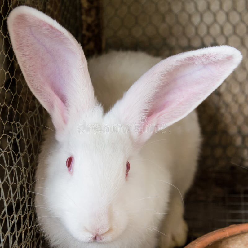 White rabbit in the cage stock photo. Image of livestock - 98185258