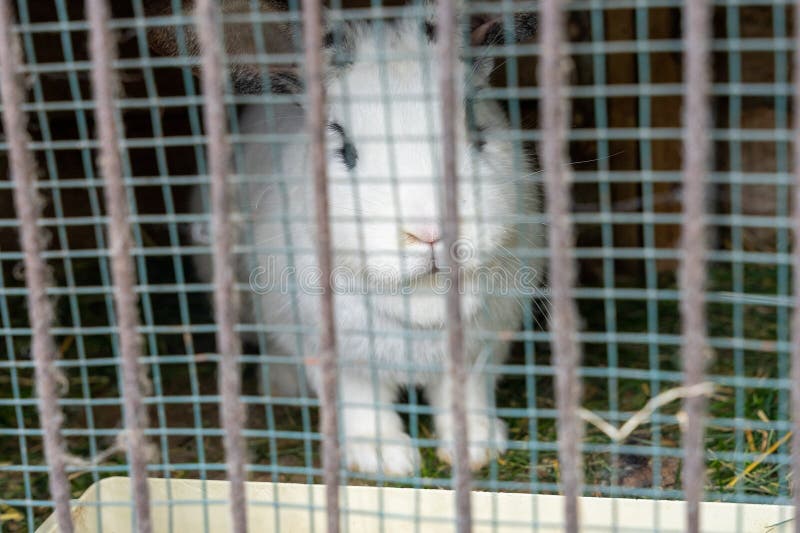 White Rabbit in Cage Behind a Metal Grid Fence Stock Photo - Image of ...