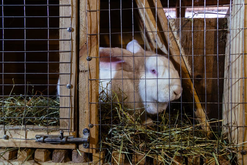 White Rabbit in a Cage at the Farm Stock Photo - Image of beautiful ...