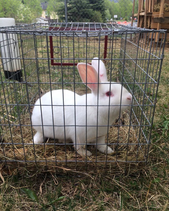 White Rabbit stock photo. Image of alaska, anchorage - 54411700