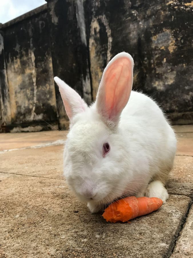 White Rabbit with Carrot stock image. Image of pink - 361047477
