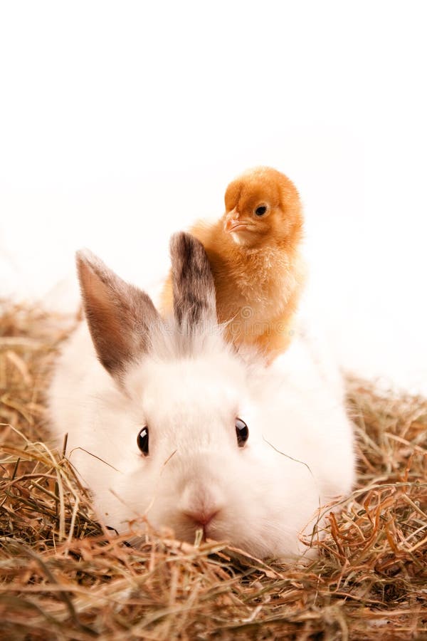 Potty rabbit stock image. Image of fluffy, eggs, funny - 12356579