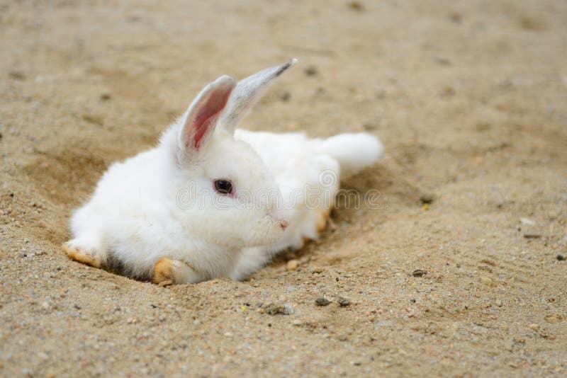 White rabbit stock image. Image of mammal, rabbits, resting - 37417089