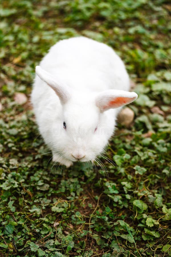 White rabbit stock photo. Image of looks, details, single - 305871318
