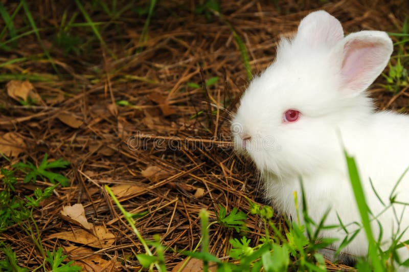 White Rabbit stock photo. Image of brown, beauty, white - 84568750