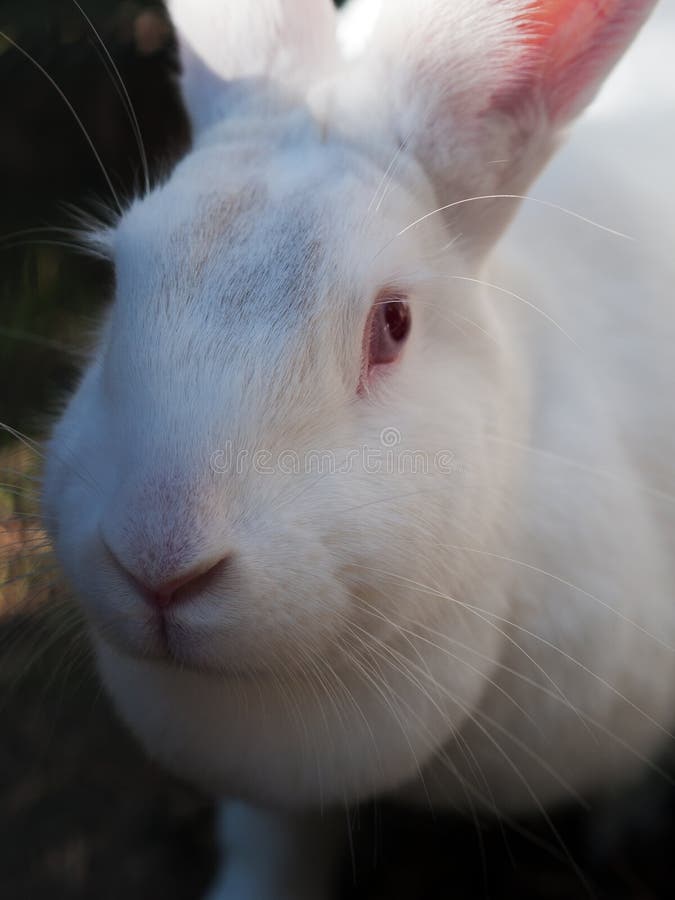 White rabbit closeup stock image. Image of fluffy, closeup - 48566011