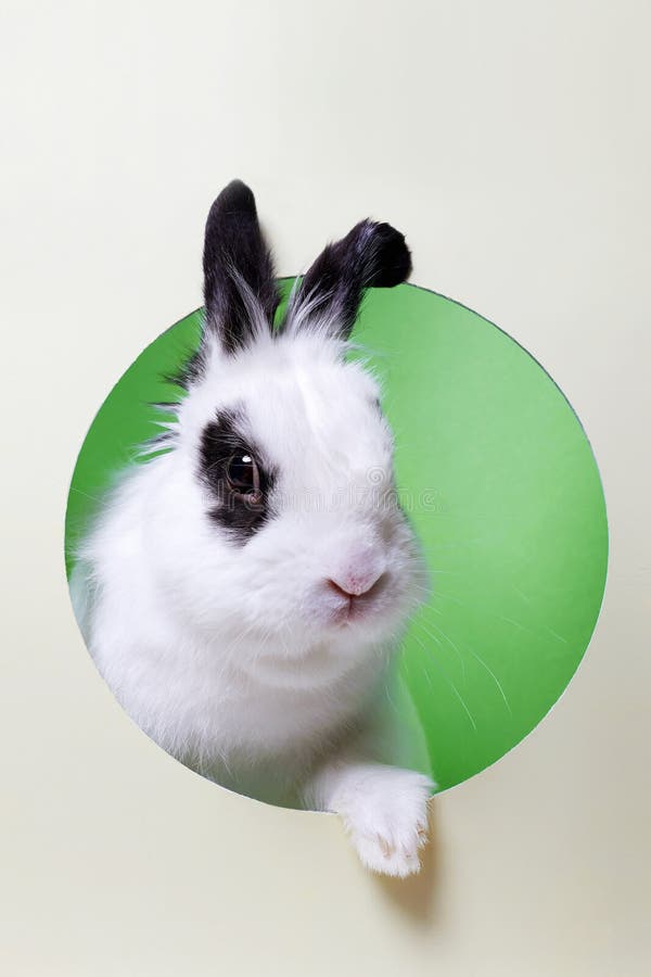 White Rabbit in Color Paper Hole. Funny Fluffy Rabbit Stock Photo ...