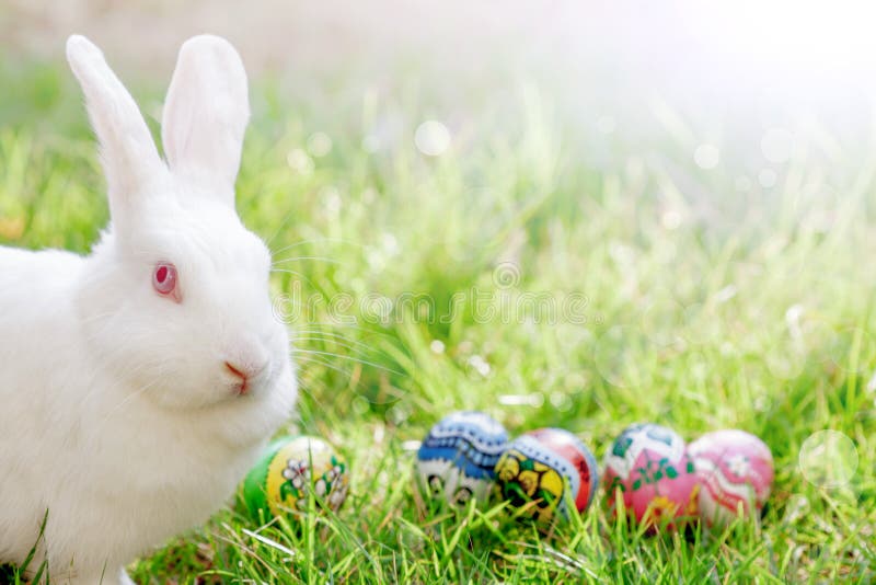 White Rabbit and Colorful Egg Stock Photo - Image of nature, cult: 87932452