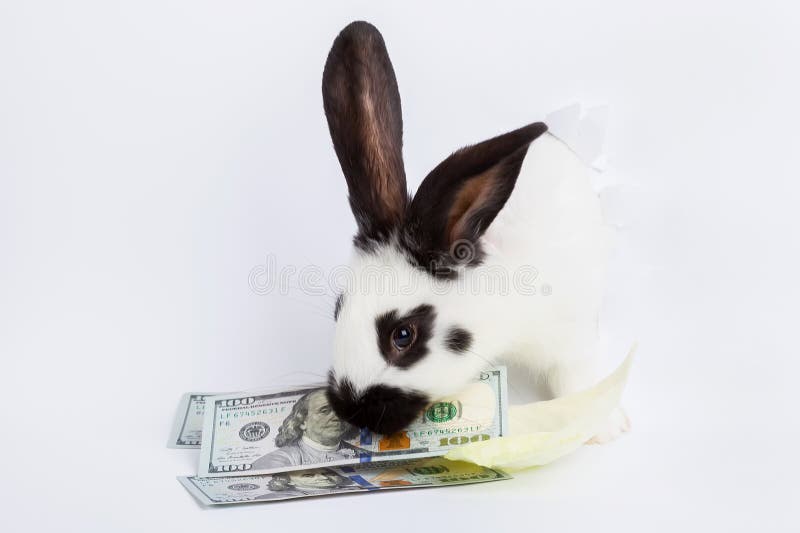 Rabbit with money stock photo. Image of event, cottontail - 17595080