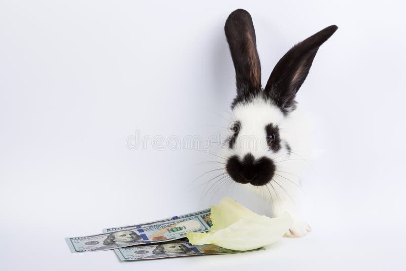 White rabbit stock image. Image of finance, fuzzy, food - 68255361
