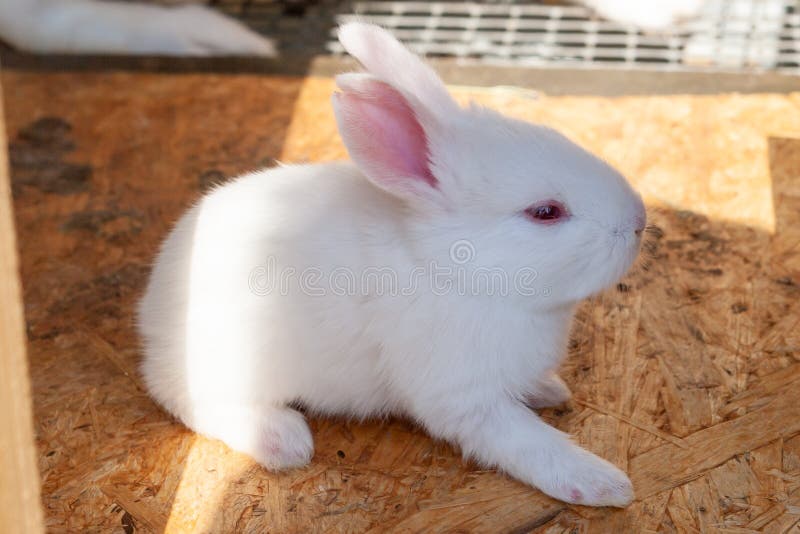 White Rabbit Cub in a Cage. Young Baby Rabbits Stock Photo - Image of ...