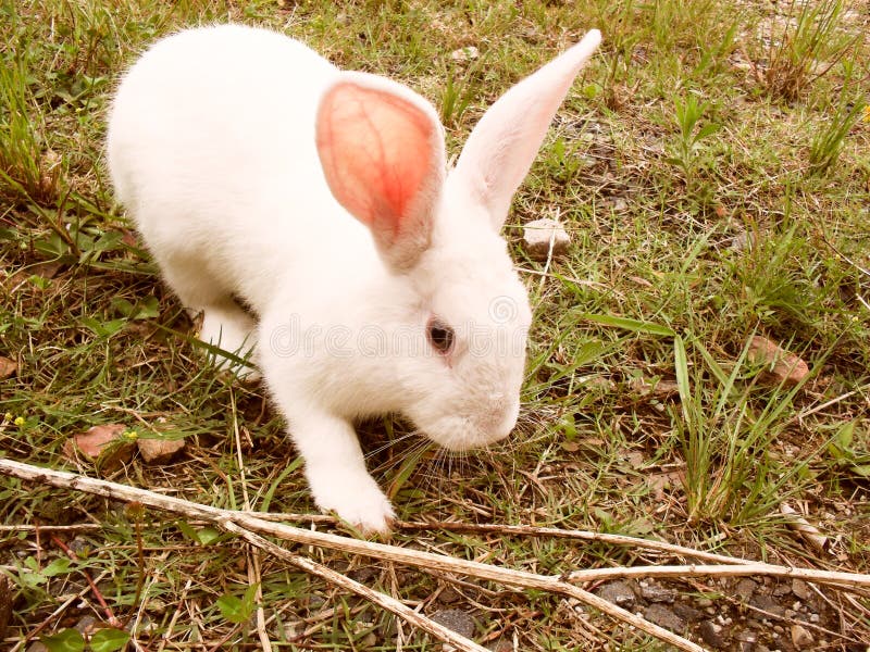White rabbit stock image. Image of mammal, grass, bunny - 94107189