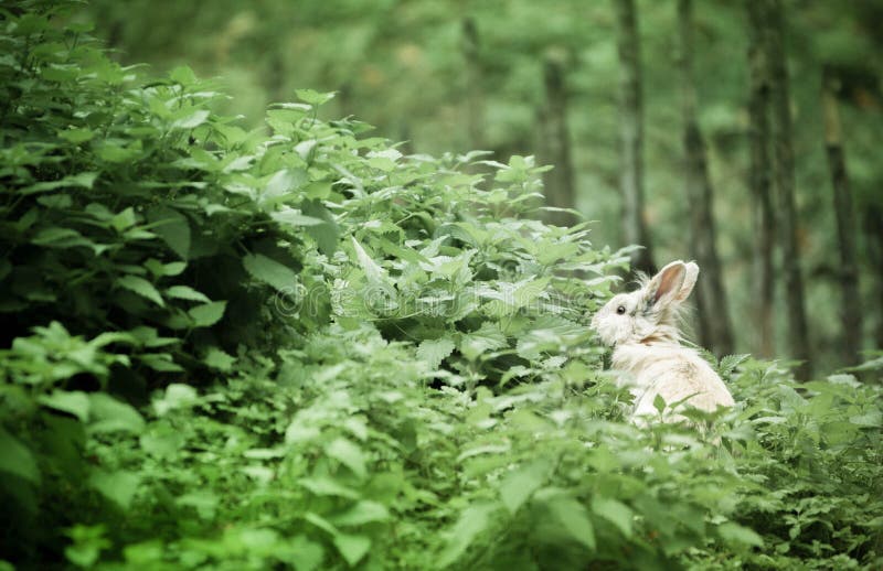 White Rabbit Among The Trees Stock Photo - Image of close, beautiful ...