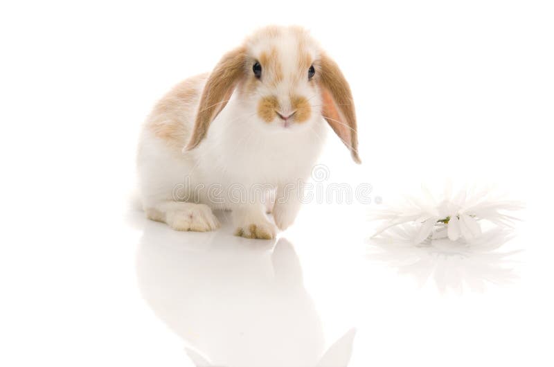 Small rabbit and flower stock image. Image of easter, nature - 1952829