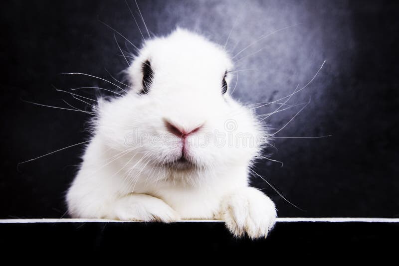 White Rabbit on the Dark Background Stock Image - Image of farming ...