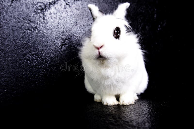 White Rabbit on the Dark Background Stock Image - Image of black, cute ...