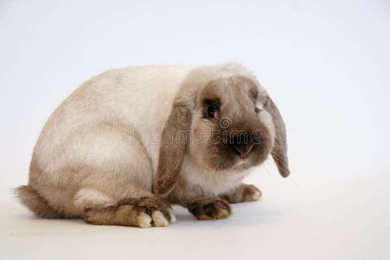 White Rabbit with Dark Ears on a White Background Stock Image - Image ...