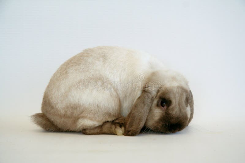 White Rabbit with Dark Ears on a White Background Stock Photo - Image ...