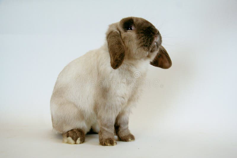 White Rabbit with Dark Ears on a White Background Stock Photo - Image ...