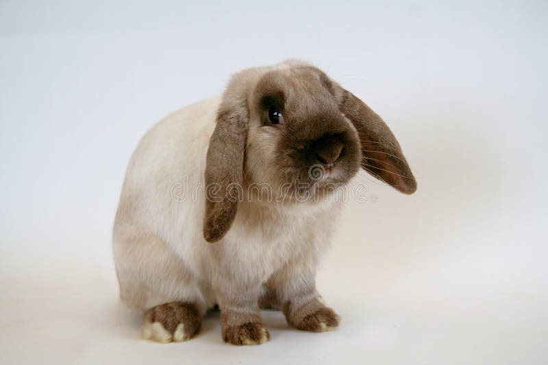 White Rabbit with Dark Ears on a White Background Stock Photo - Image ...